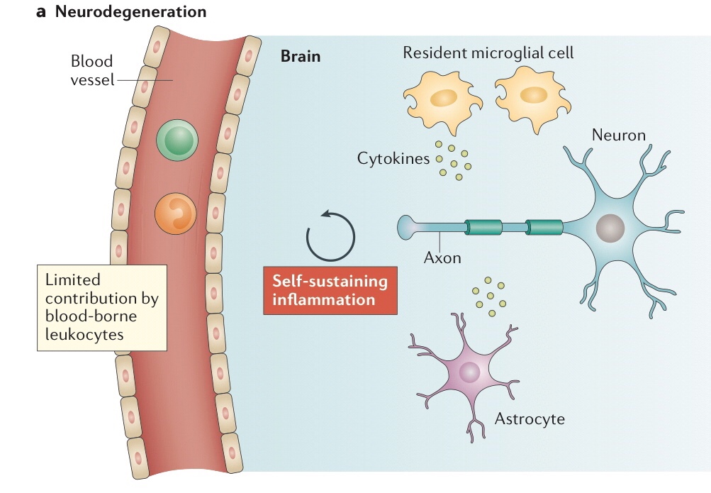 Neuroinflammation vs Neurodegeneration – Red lights on the brain